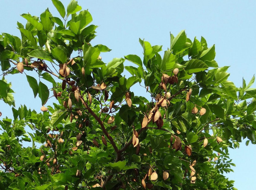 Chevron REG Invests in Terviva to Scale New Biofuel Feedstock | Energy ...